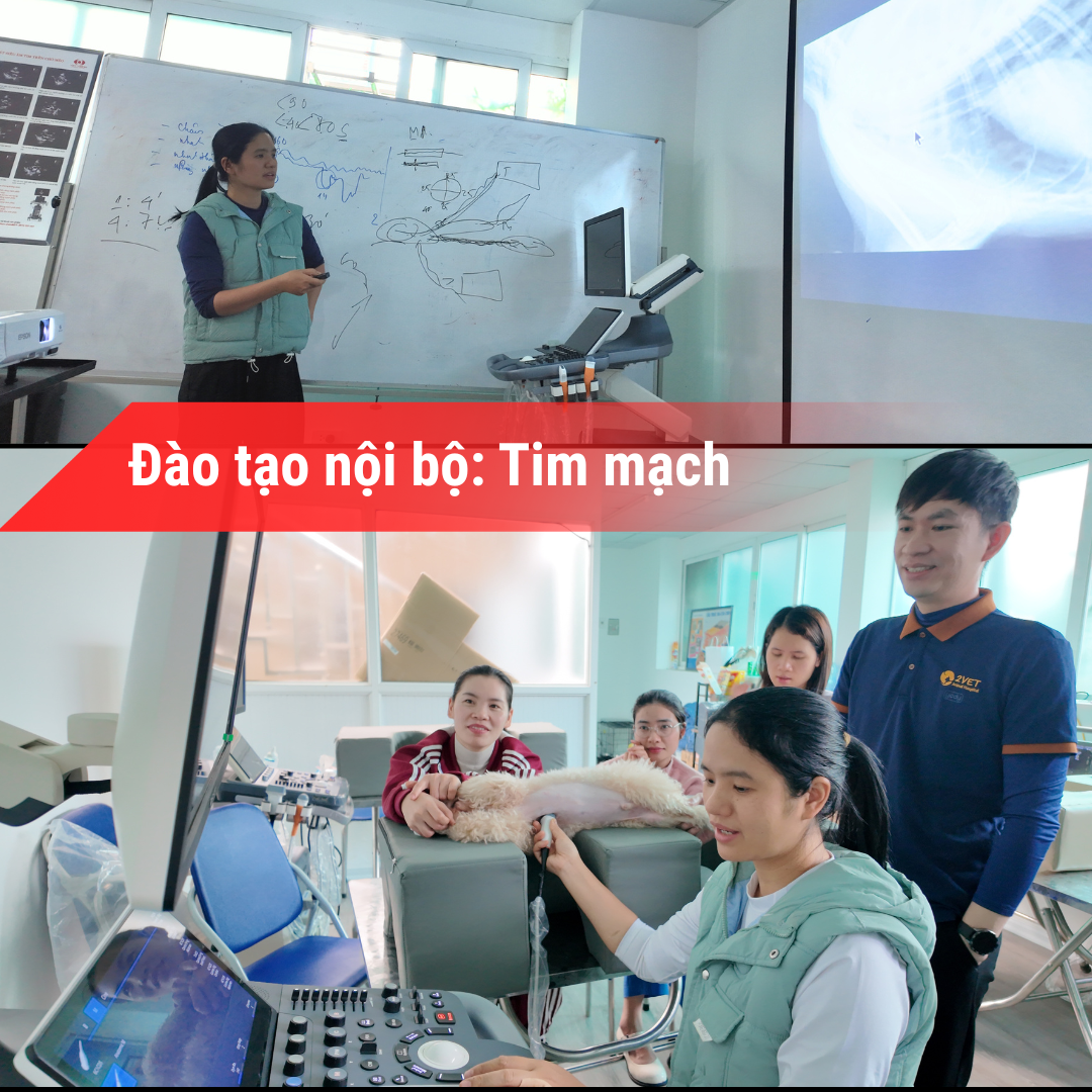 Đào tạo nội bộ Tim mạch thú y | Vet Vision